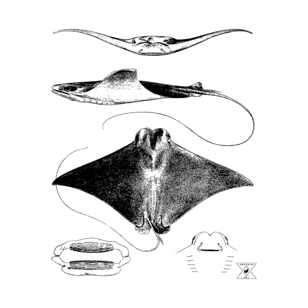 Stingray Anatomy | Sharks Ocean Sea Animal Science - Stingray - T-Shirt ...