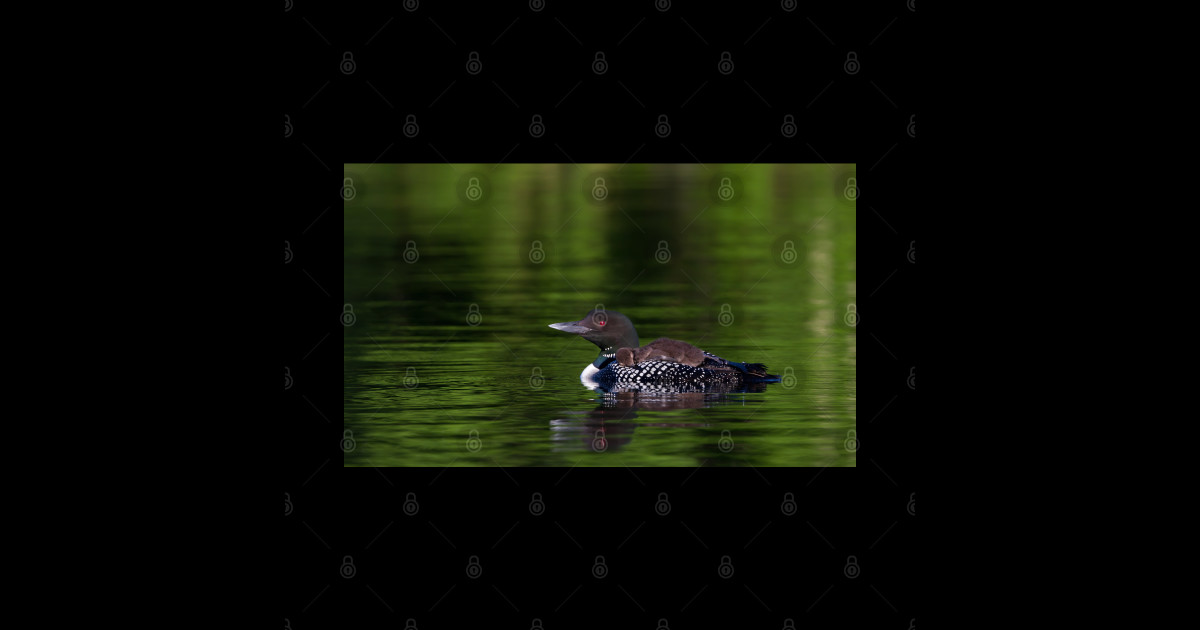 Catching the Red-eye - Common loons - Common Loon - Sticker | TeePublic