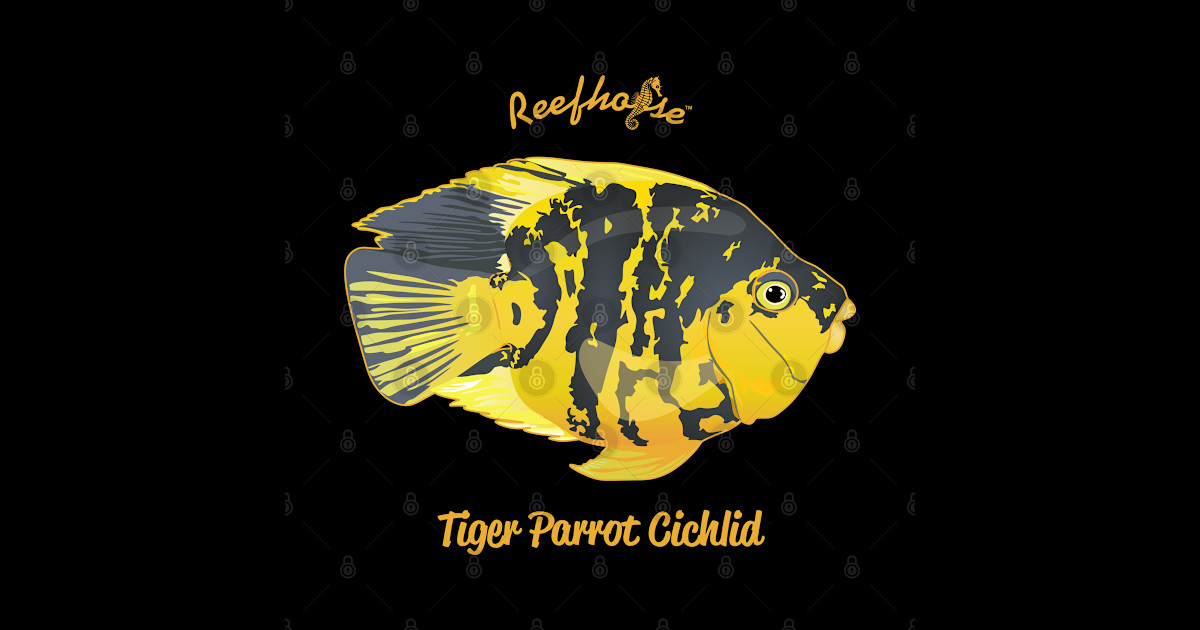 Tiger Parrot Cichlid - Reefhorse - Sticker | TeePublic