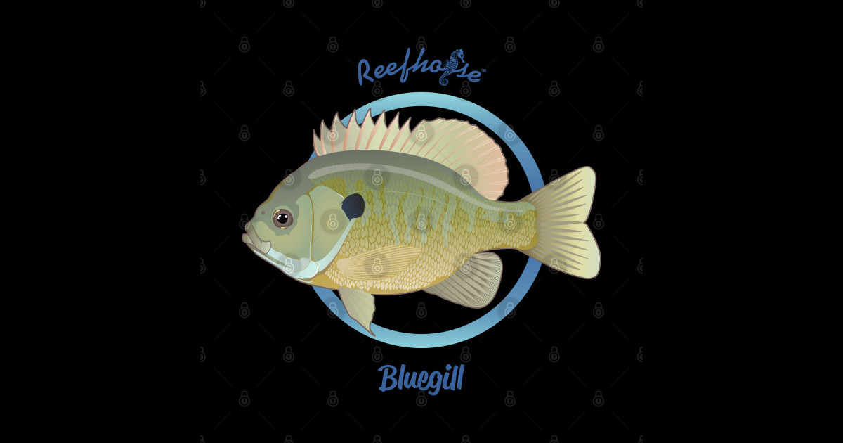 Bluegill - Reefhorse - Sticker | TeePublic