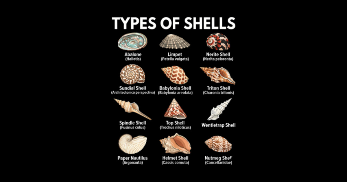Types Of Shells Seashell Species Chart Shell Identification - Seashell ...