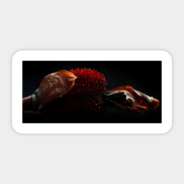 Canna Seed Pod - Seed - Sticker | TeePublic