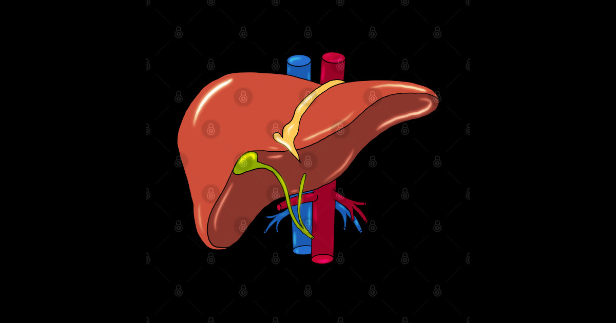 Liver anatomy Art - Anatomy Art - Posters and Art Prints | TeePublic