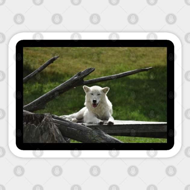 Cute White Wolf - Wolf - Sticker | TeePublic