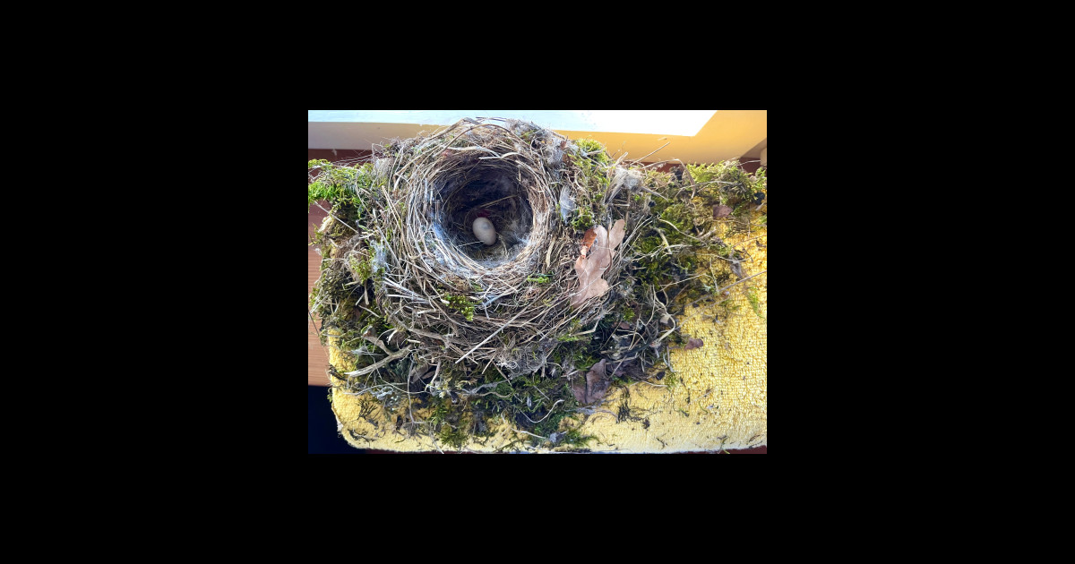 Birds Nest inside the Bathroom - Europe - Sticker | TeePublic