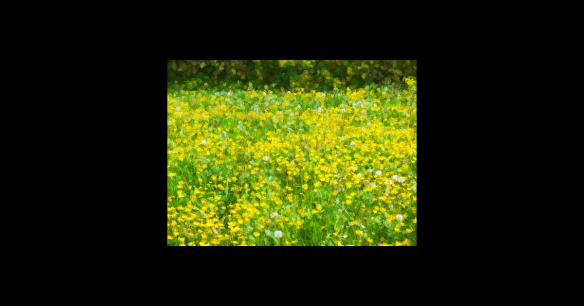 Buttercup Bokeh - Art Bokeh Bush Buttercup Dandelion Digi - Sticker ...