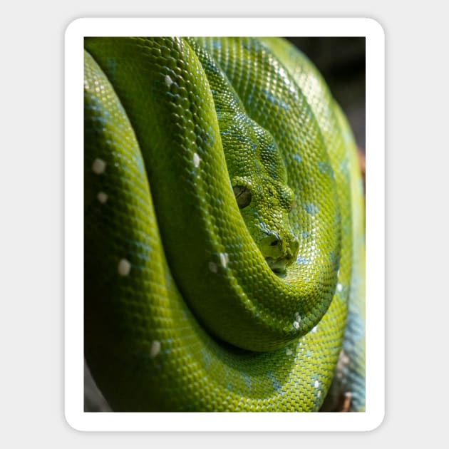 Green Tree Python, Australian Reptile - Green Tree Python - Sticker ...