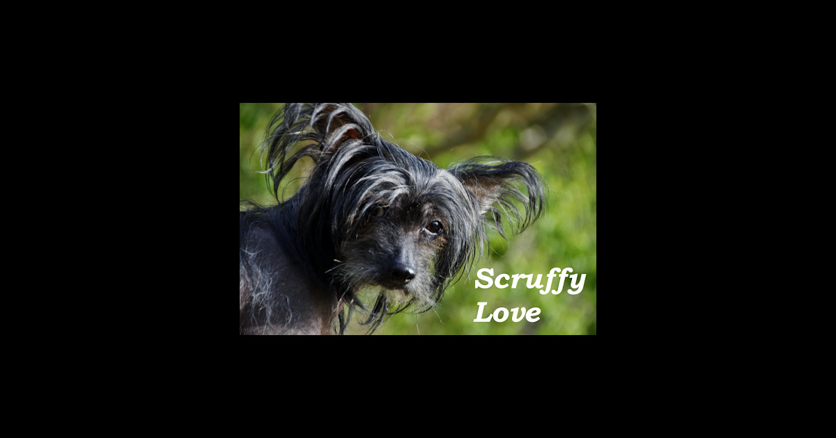 Scruffy Love – Adorable Scruffy Dog Portrait - Scruffy Love - Sticker ...
