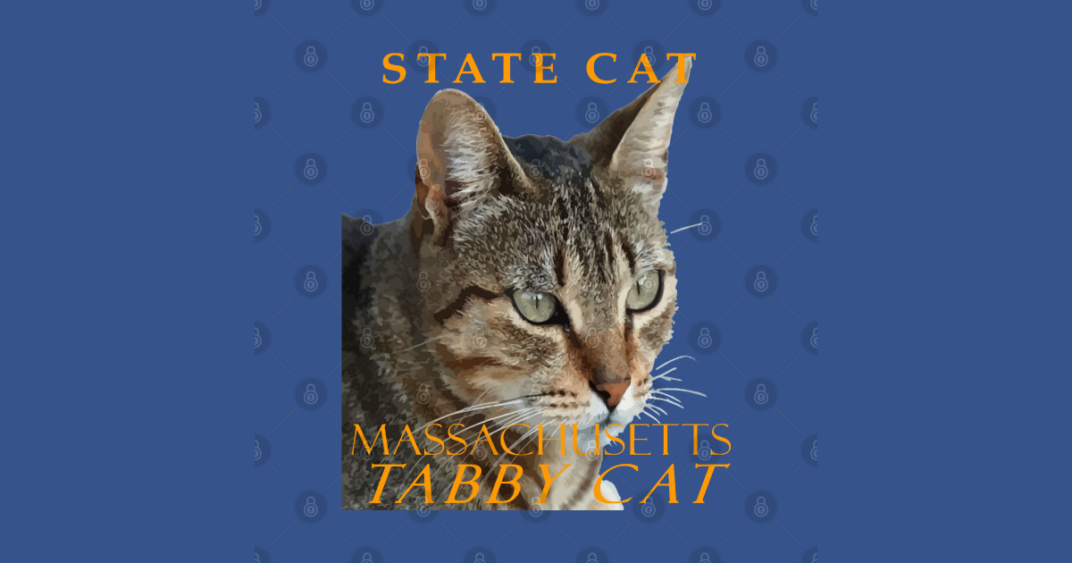 Massachusetts Territory Cat The Stunning Tabby Cat - State Cat - T ...
