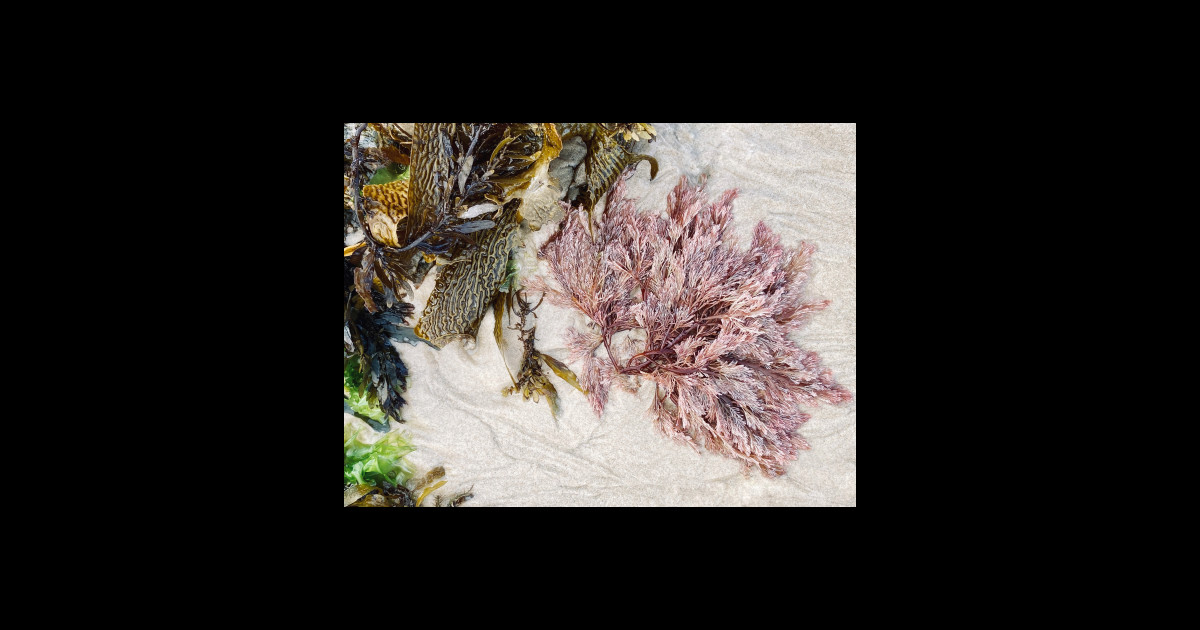 Seaweed Studies - Coastal - Sticker | TeePublic