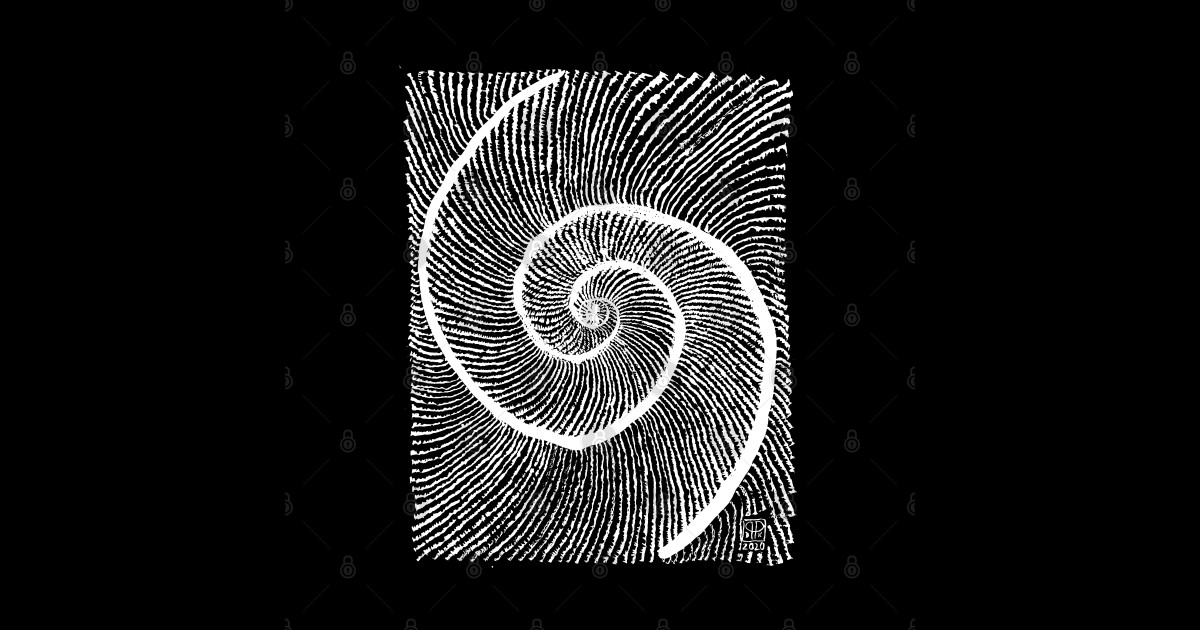 White double shell Fibonacci spiral golden ratio - Fibonacci Spiral ...
