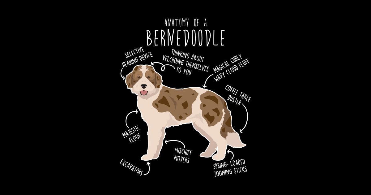 Bernedoodle Parti Chocolate Merle Dog Anatomy - Bernedoodle - Sticker ...
