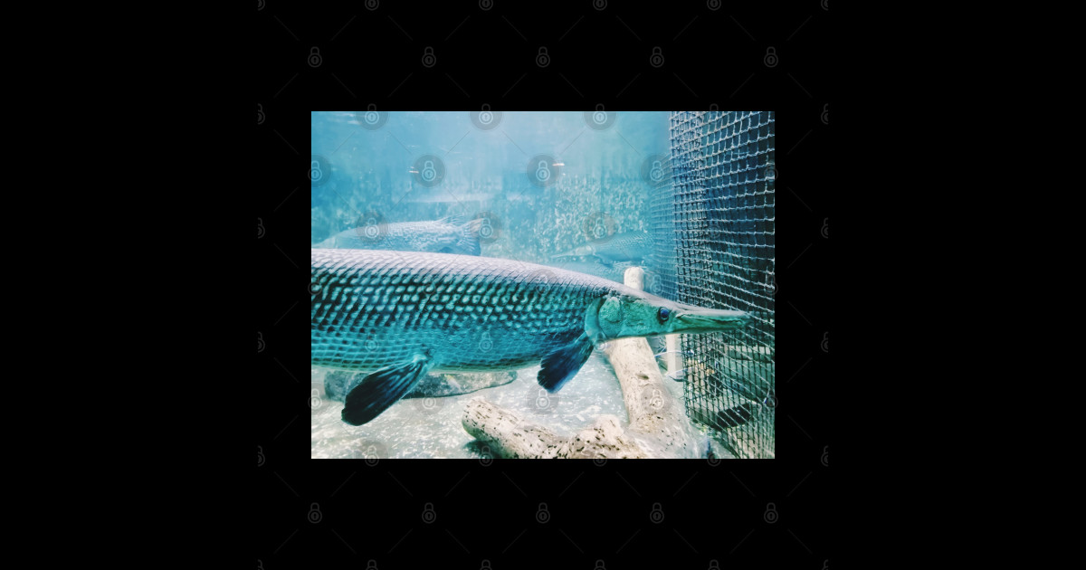 aquarium, fish, alligator gar, fish tank, gar fish, monster fish ...
