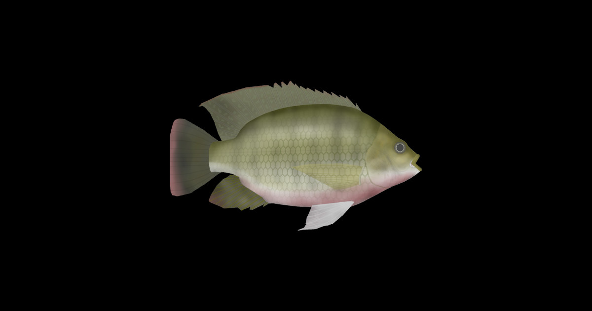 Redbreast Tilapia - Redbreast Tilapia - Sticker | TeePublic