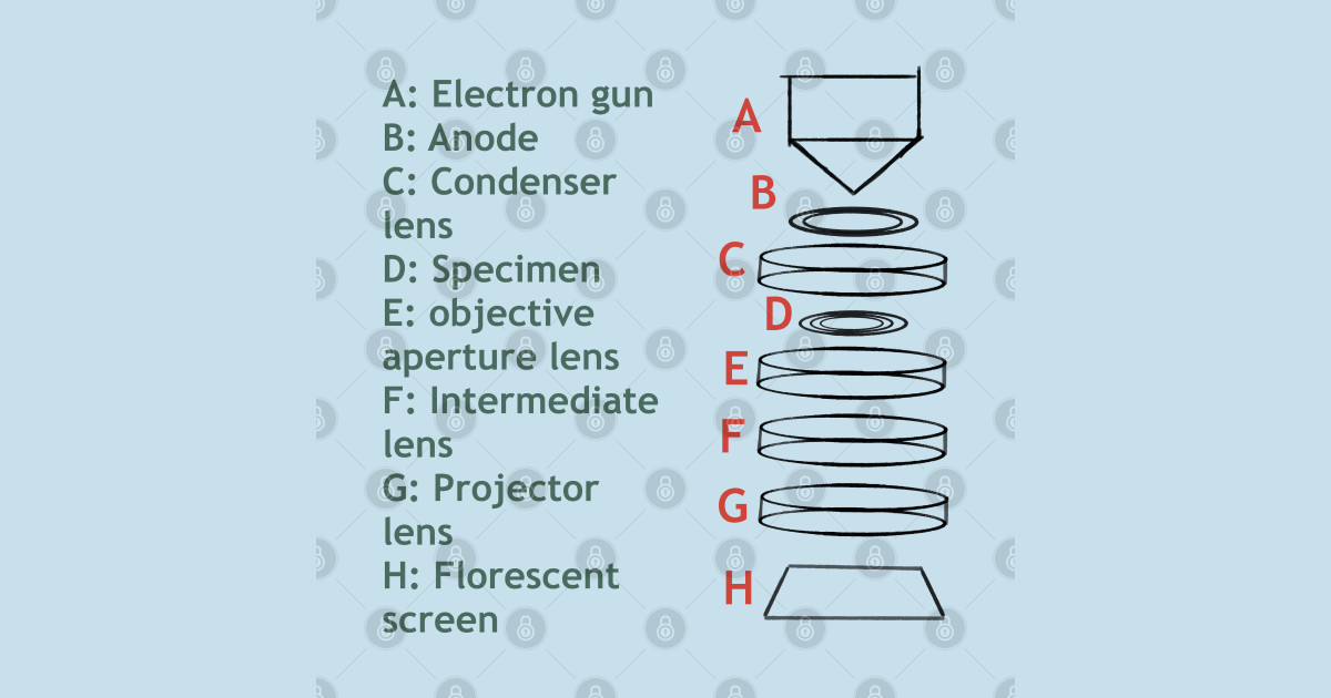 Transmission Electron Microscope Diagram With Labels - Science Gcse - T ...
