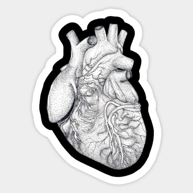 The human Heart - Anatomical Heart - Sticker | TeePublic