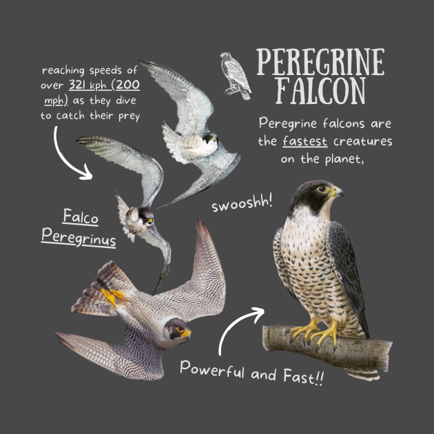 Animal facts - Peregrine Falcon - Peregrine Falcon - T-Shirt | TeePublic