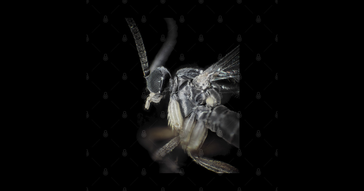 Fungus gnat under microscope - Insect - Posters and Art Prints | TeePublic