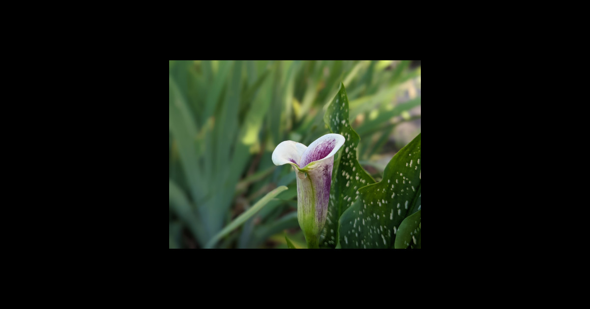 Calla Lilly With Dew Drop - Calla Lilly - Sticker | TeePublic