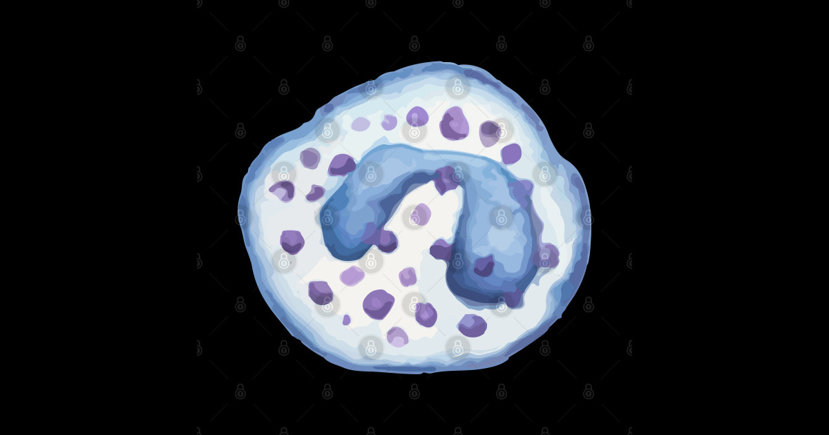 Basophil WBC white blood cell - Basophil - Sticker | TeePublic