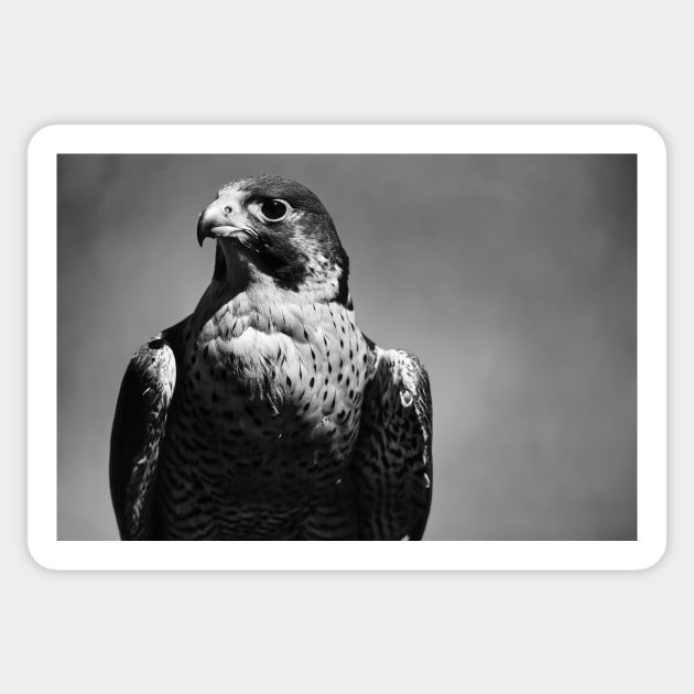Peregrine Falcon Black and White - Peregrine Falcon - Sticker | TeePublic