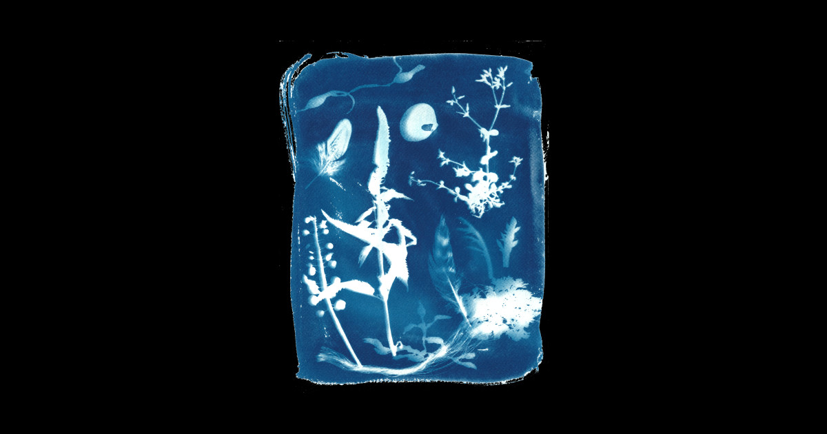Cyanotype blueprint beach finds collage - Cyanotype - Posters and Art ...