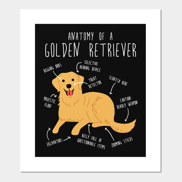 Golden Retriever Anatomy - Golden Retriever - Posters and Art Prints ...