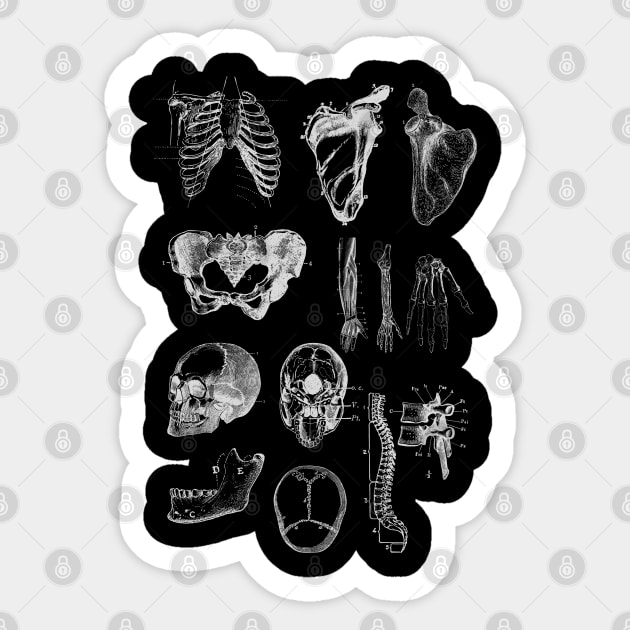 Vintage human anatomy - Human Anatomy - Sticker | TeePublic
