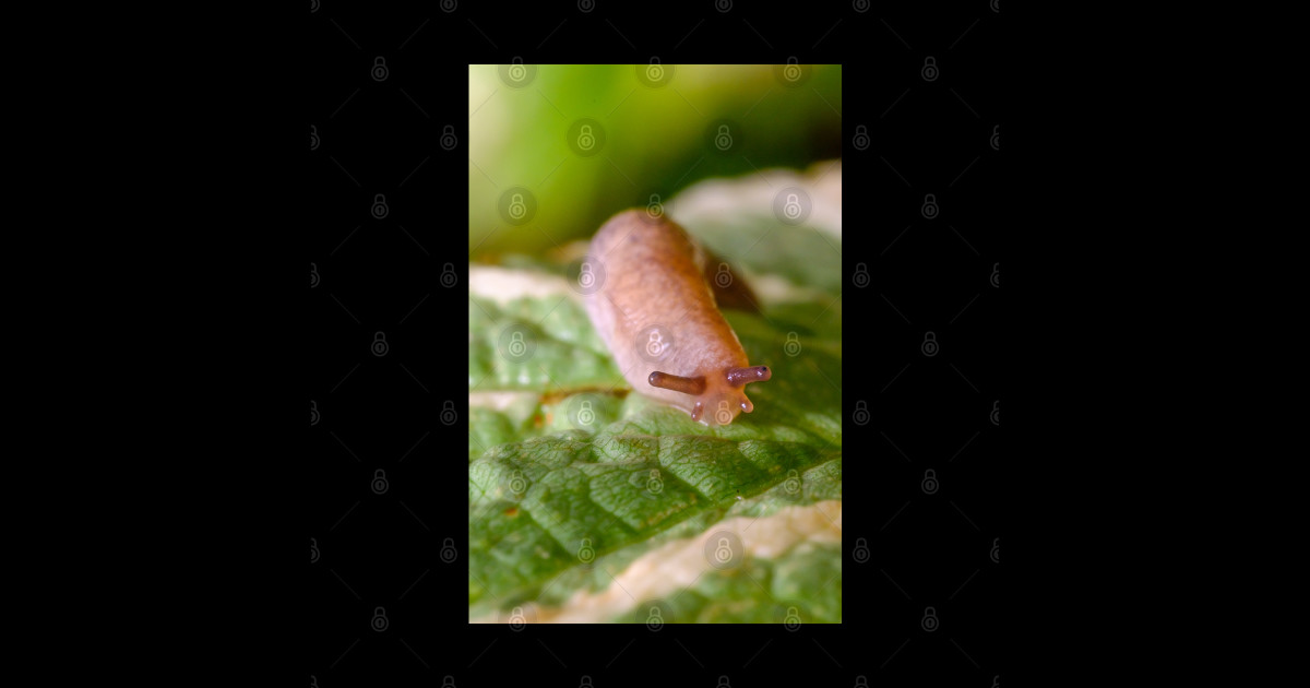 Cute Little Friendly Slug Nature Photograph - Nature - Sticker | TeePublic