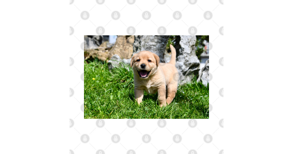Labrador Puppies II / Swiss Artwork Photography - Labrador - T-Shirt ...