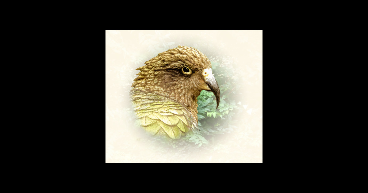 Kea - Kea - Sticker | TeePublic