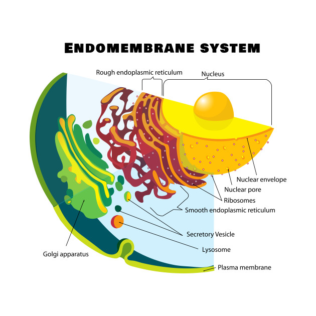 Endomembrane System on a Eukaryote Cell Chart - Biology - T-Shirt ...