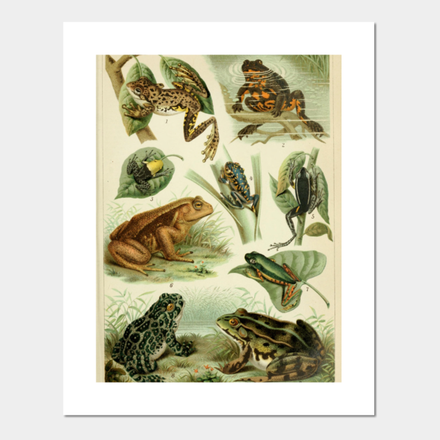 Frogs And Toads - Frogs - Posters and Art Prints | TeePublic