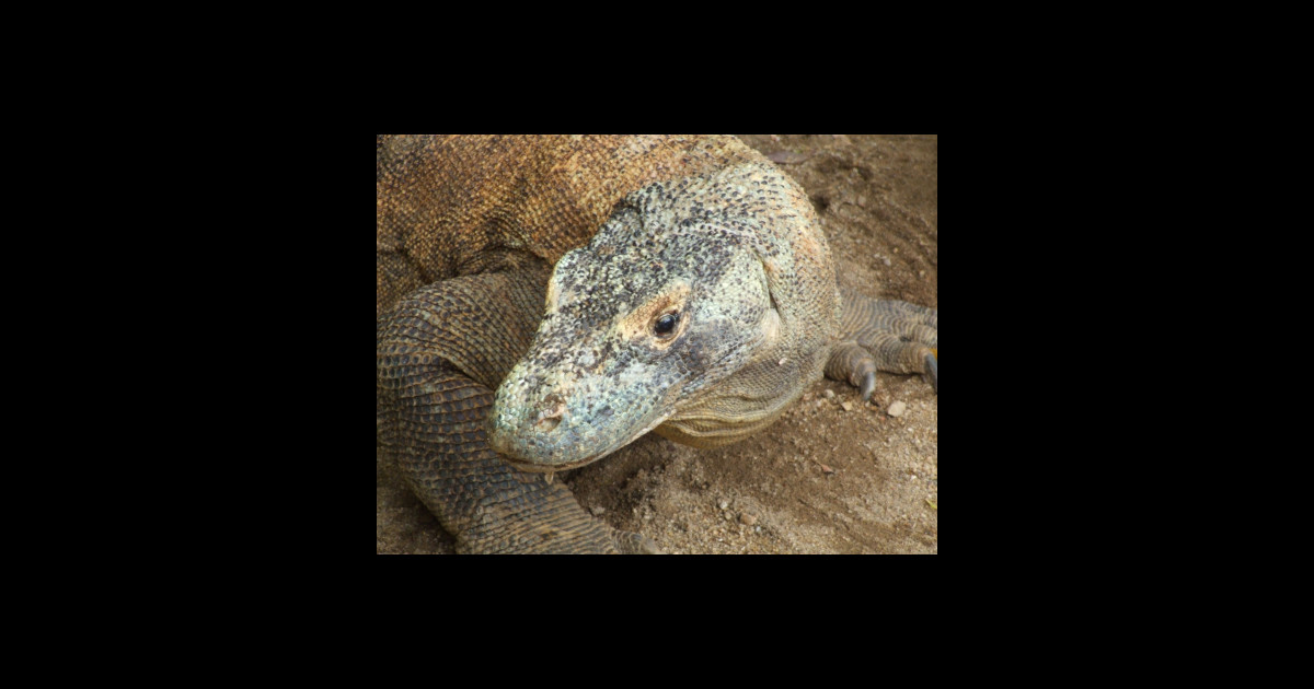 Komodo Dragon - Komodo - Posters and Art Prints | TeePublic