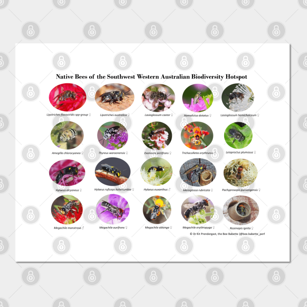 Native Bees of the Southwest Western Australian Biodiversity Hotspot ...