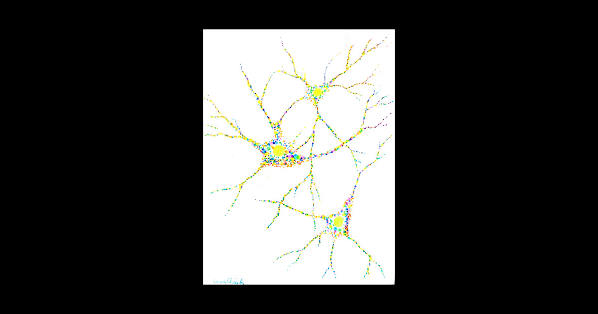 Colorful pyramidal neurons drawing - Pyramidal Neurons - Sticker ...