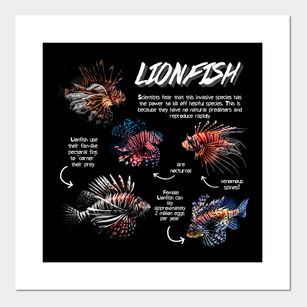 Lionfish Fun Facts - Lionfish - Posters and Art Prints | TeePublic