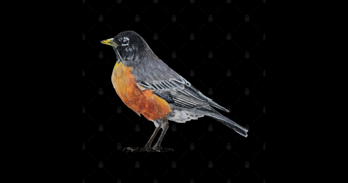 American Robin Drawing - American Robin - Sticker | TeePublic