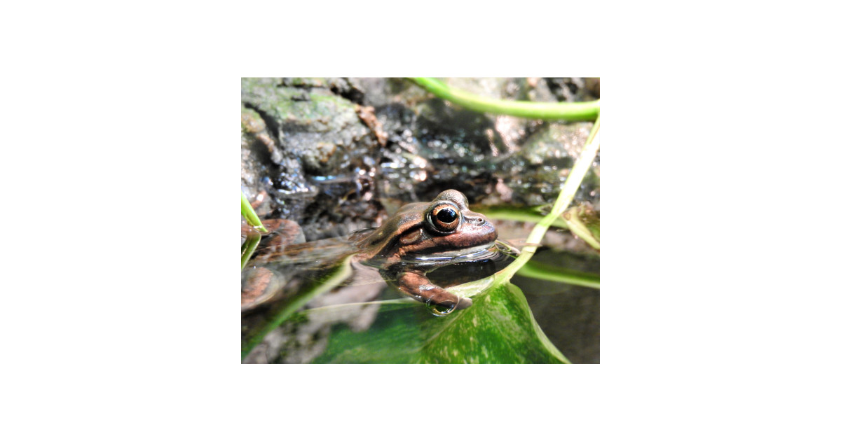 Yellow Spotted Bell Frog - Frog - T-Shirt | TeePublic