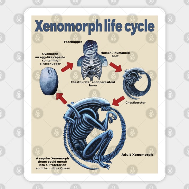 Xenomorph life cycle - Xenomorph - Magnet | TeePublic