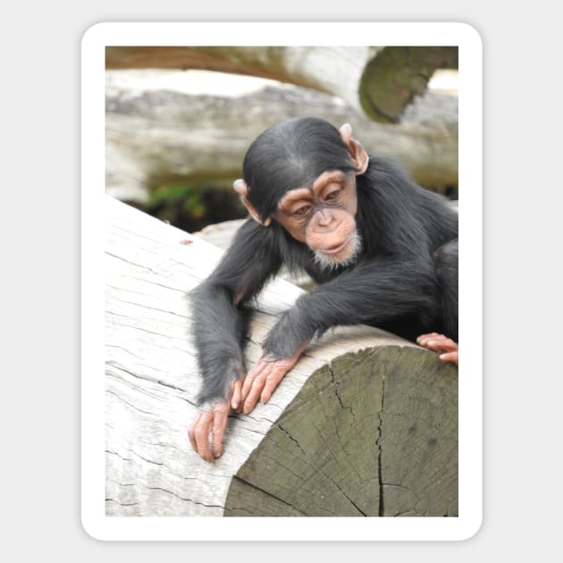 Baby Chimpanzee - Chimp - Sticker | TeePublic