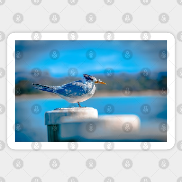 Tasmanian Wildlife - Tasmania - Sticker | TeePublic