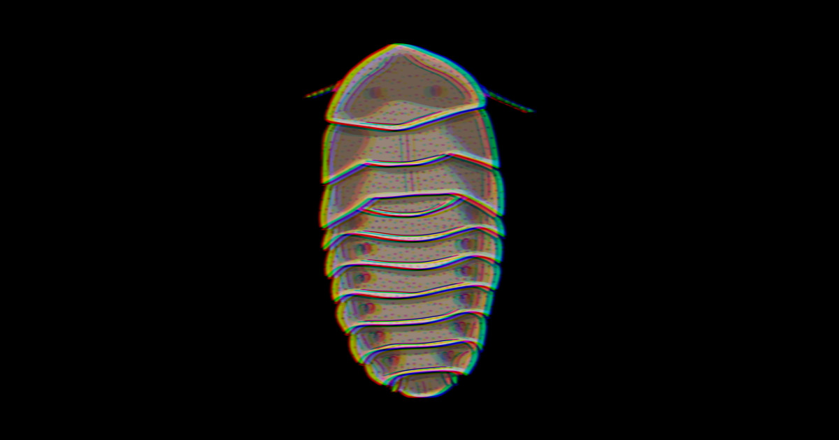 Chromatic Bark Cockroach (Laxta granicollis) - Bark Cockroach - Sticker ...