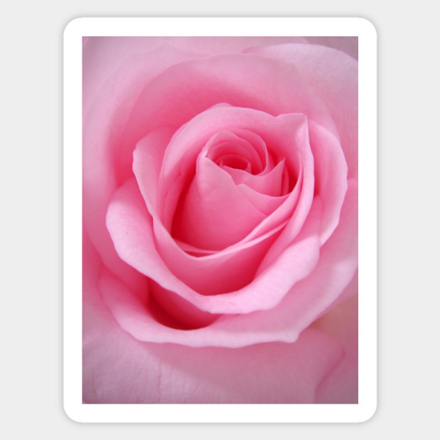 Pink Rose - Pink Roses - Sticker | TeePublic