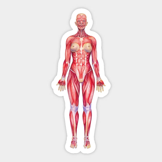 Female watercolor muscular system - Muscles - Sticker | TeePublic