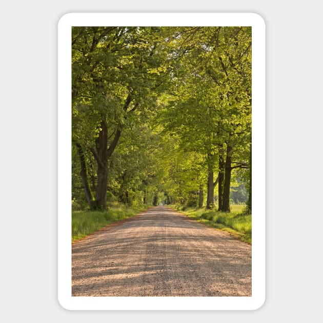 Wye Island Canopy Road - Wye Island - Sticker | TeePublic