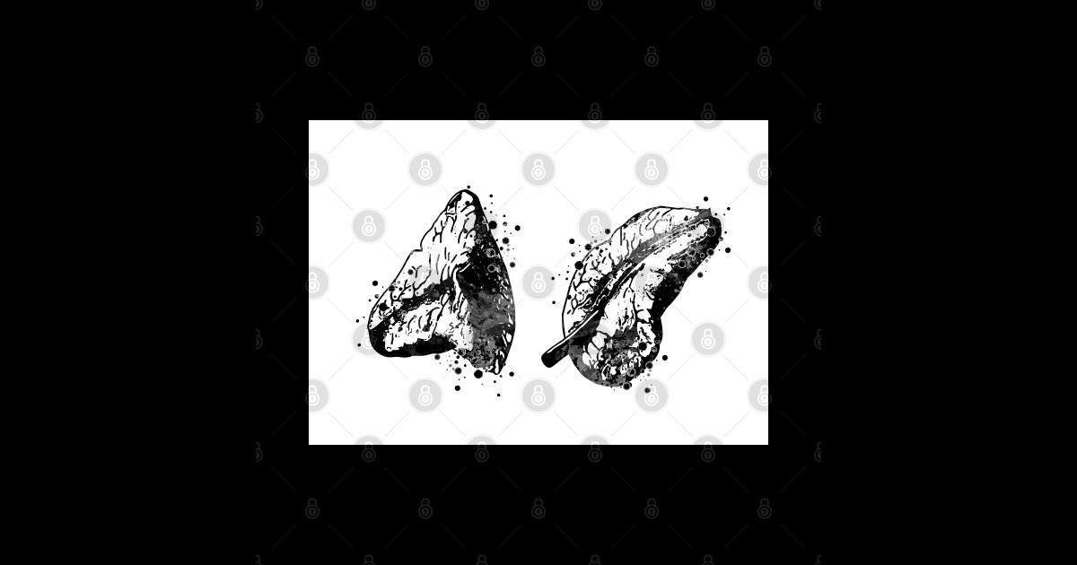 Adrenal Gland Black and White Anatomy Drawing - Adrenal - Sticker ...