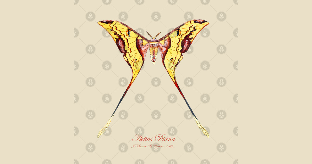 Moth - Malaysian Moon Moth, Actias Maenas Diana - Moth - T-Shirt ...