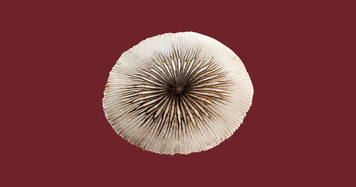 Psychedelic spore print - Psychedelic Spore Print - T-Shirt | TeePublic