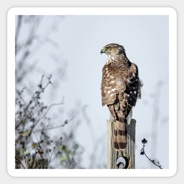 Juvenile Cooper's Hawk - Square - Avian - Sticker | TeePublic